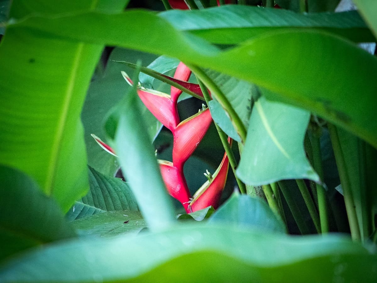 Minca, dans la Sierra Nevada de Santa Marta / Mon voyage en Colombie