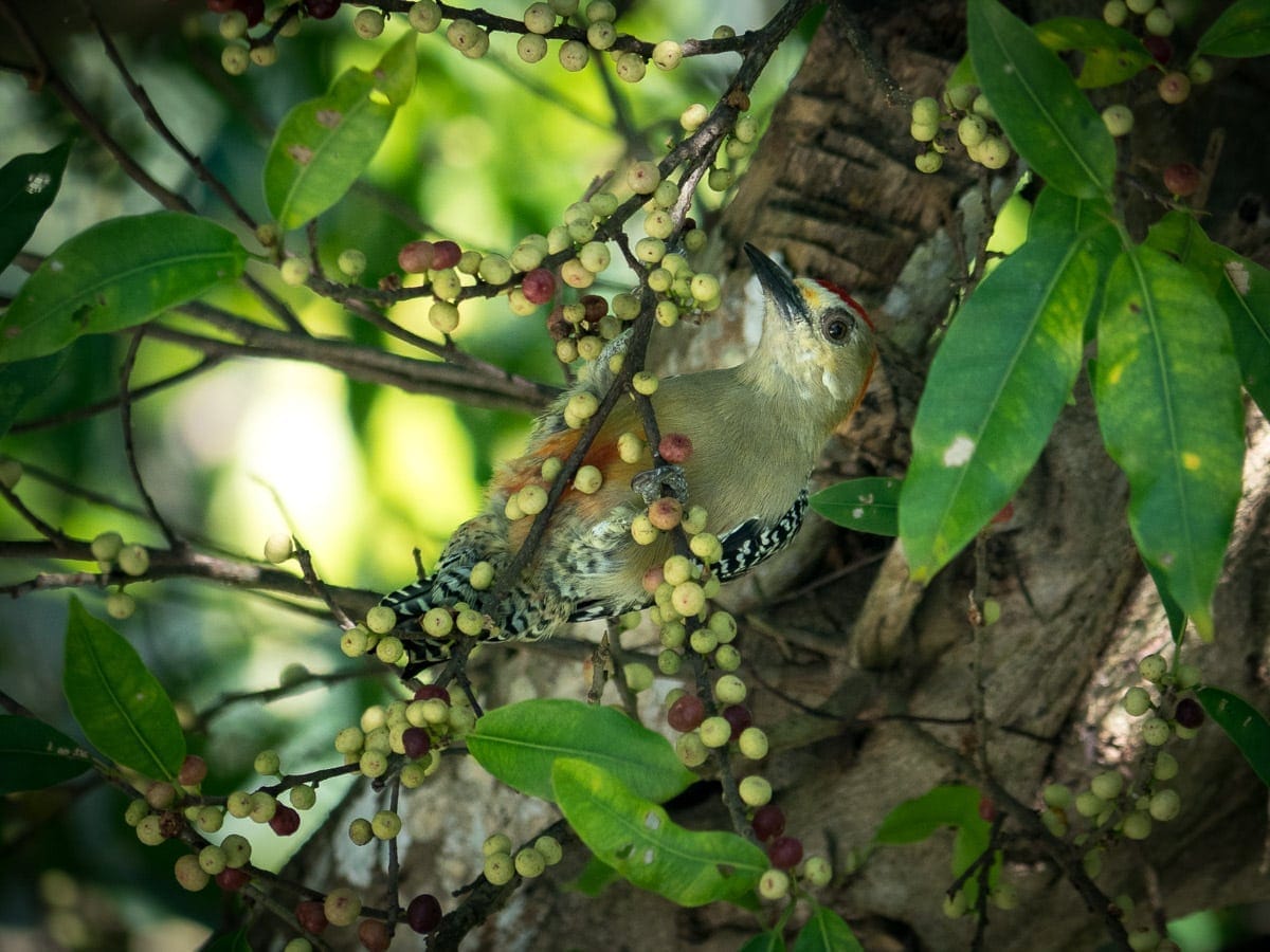 Minca, dans la Sierra Nevada de Santa Marta / Mon voyage en Colombie