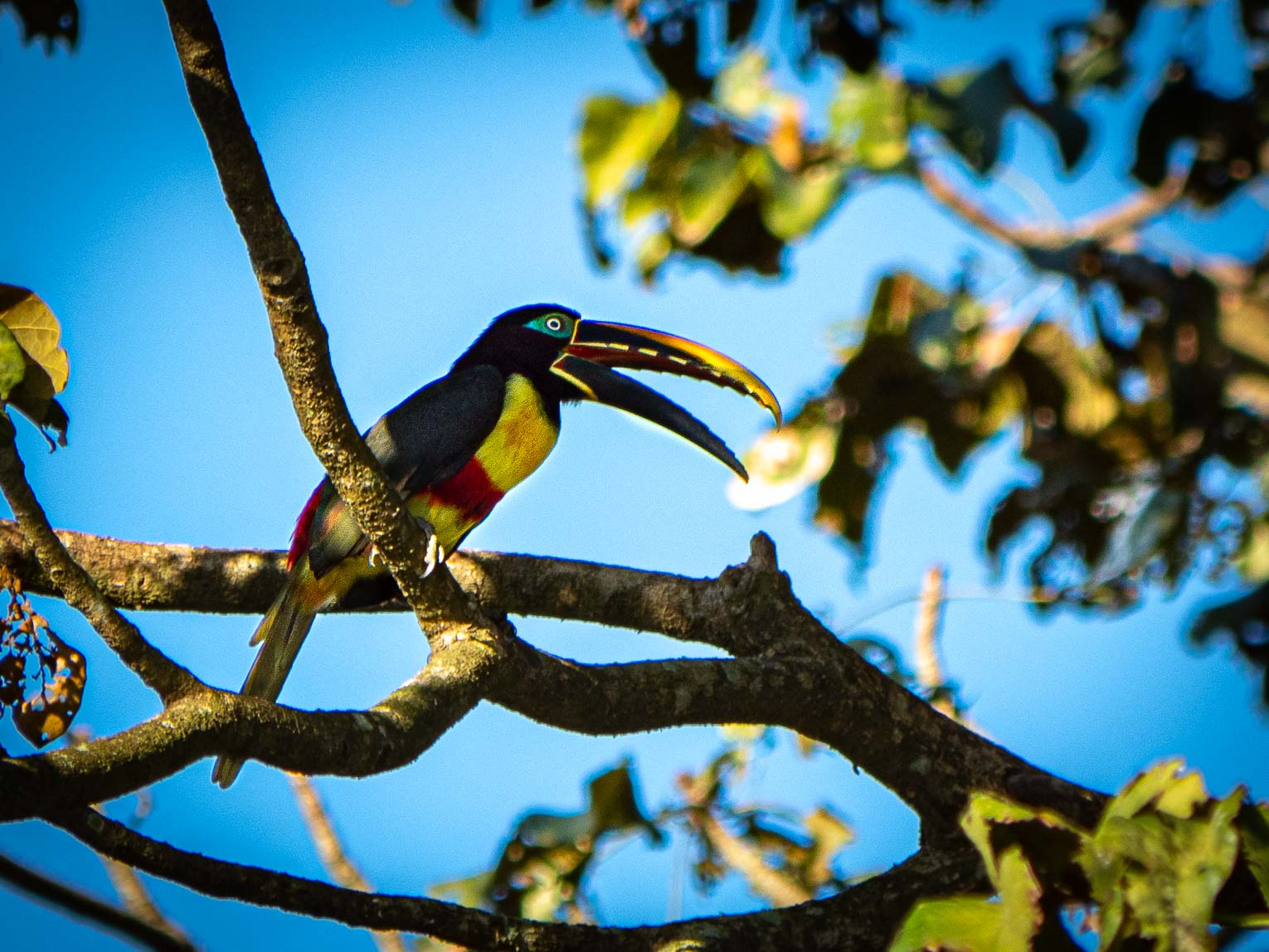 Birdwatching en Colombie, où observer les oiseaux en (2025) - Mon ...