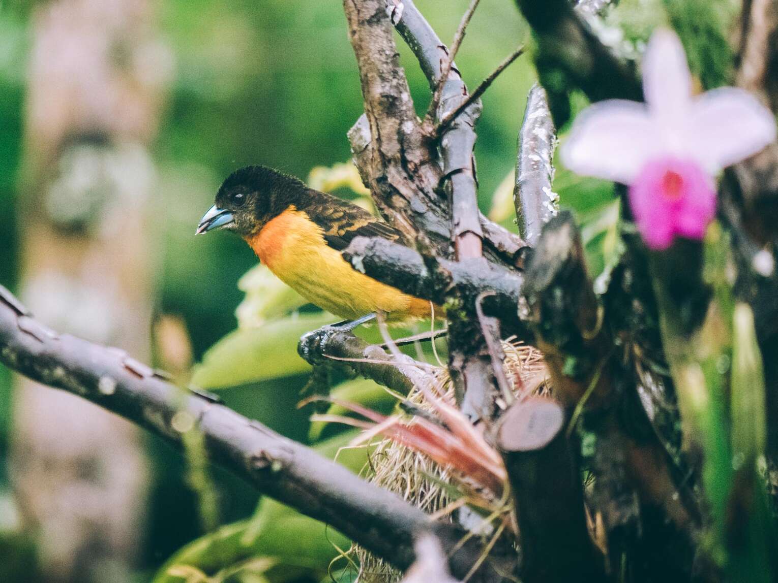Birdwatching en Colombie, où observer les oiseaux en (2025) - Mon ...