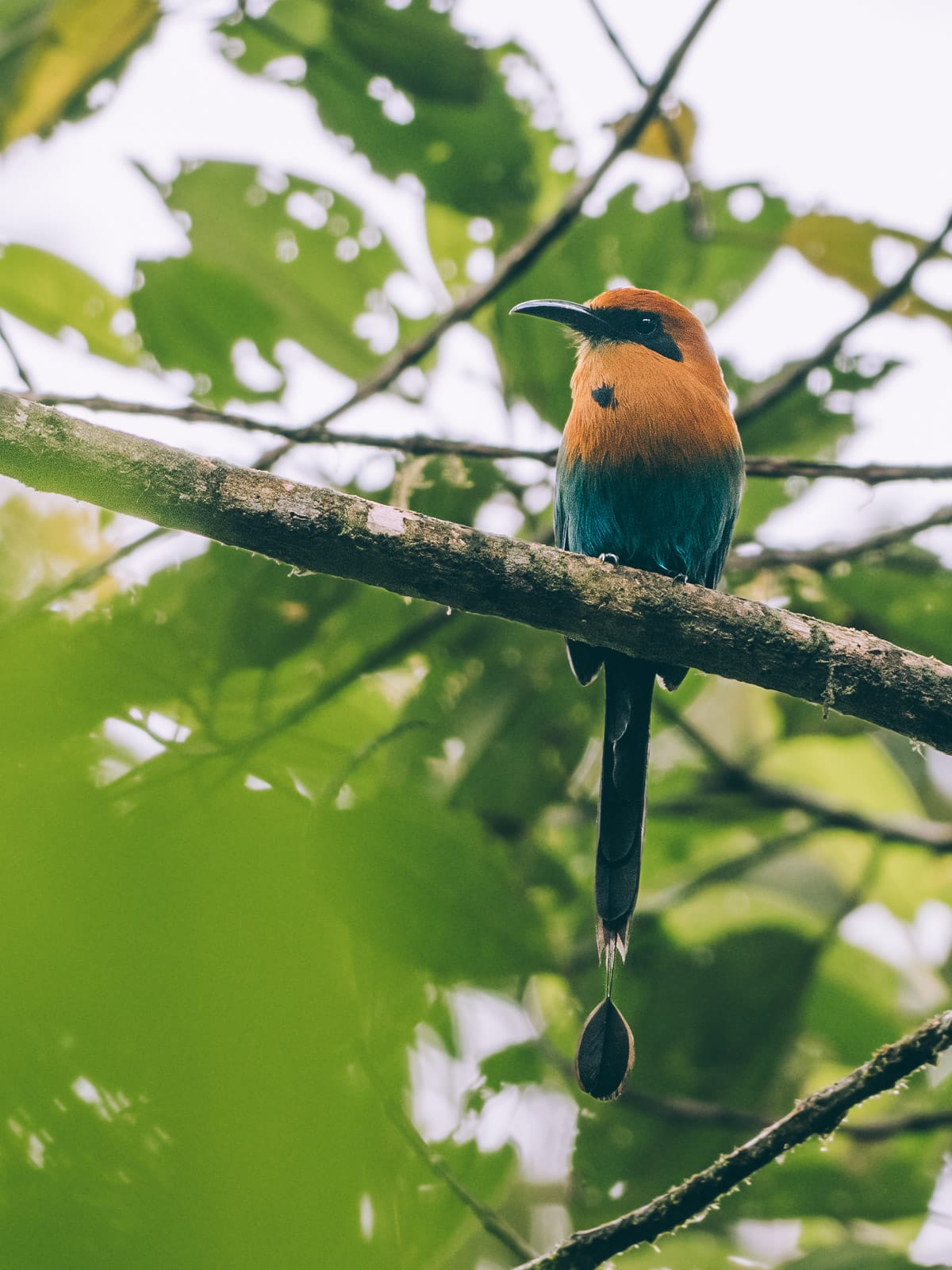 Birdwatching en Colombie, où observer les oiseaux en (2026)