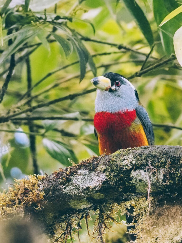 Birdwatching en Colombie, où observer les oiseaux en (2026)