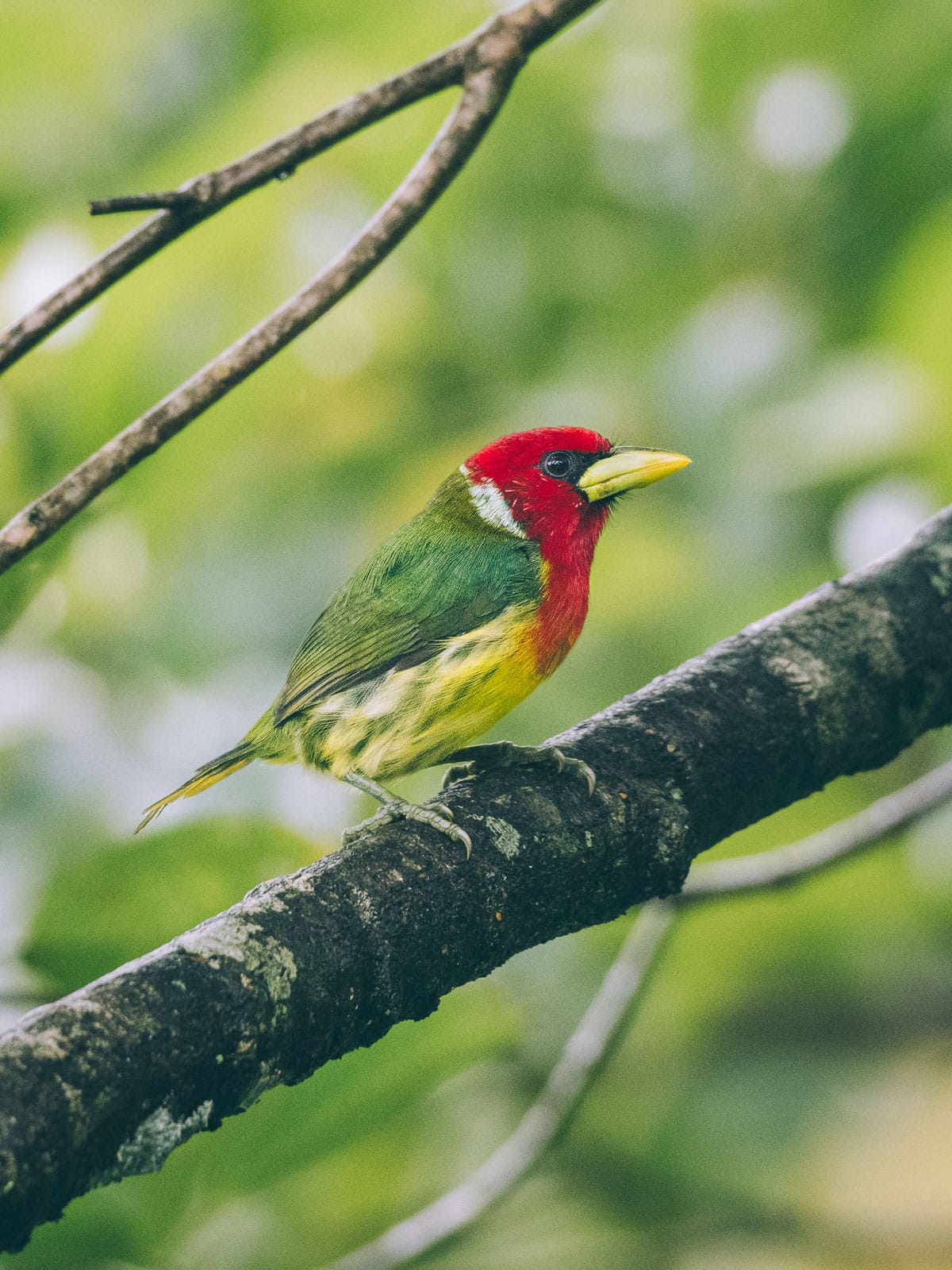 Birdwatching en Colombie, où observer les oiseaux en (2026)