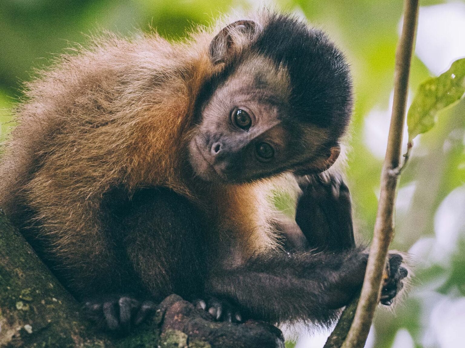 Où voir des animaux en Colombie ? Observation de la faune (2026)