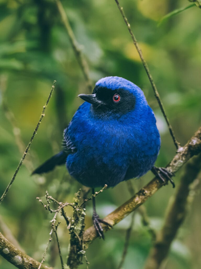 Où voir des animaux en Colombie ? Observation de la faune (2026)