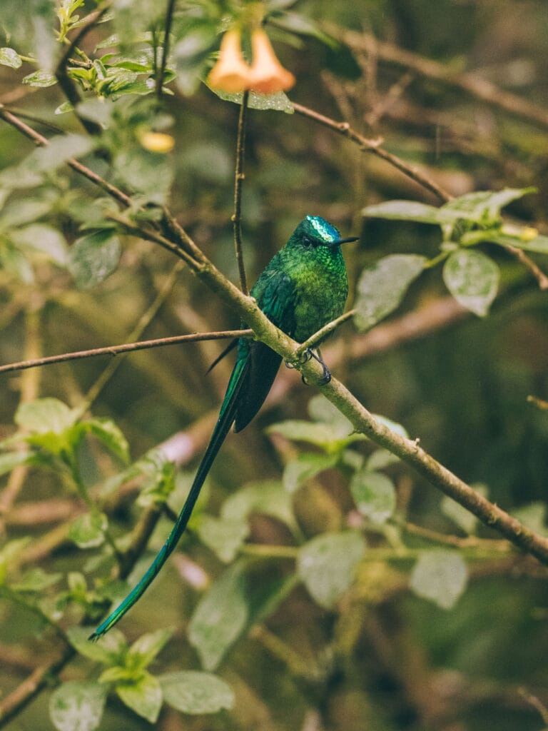Où voir des animaux en Colombie ? Observation de la faune (2026)