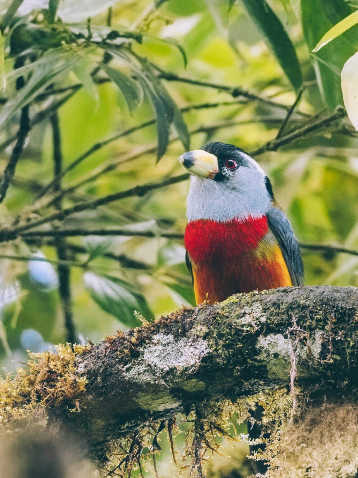 Où voir des animaux en Colombie ? Observation de la faune (2026)
